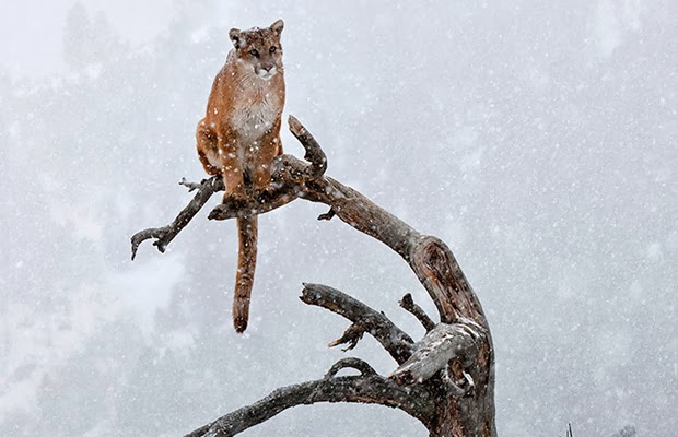 17 Magically Beautiful Photos of Animals in Winter ~ Eyes-Popping ...