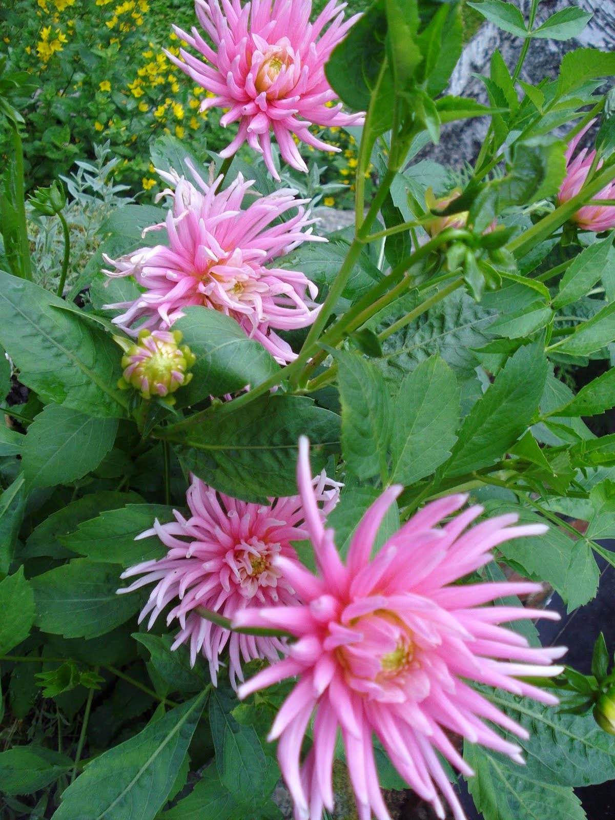 minun puutarhaunelmia: DAALIA