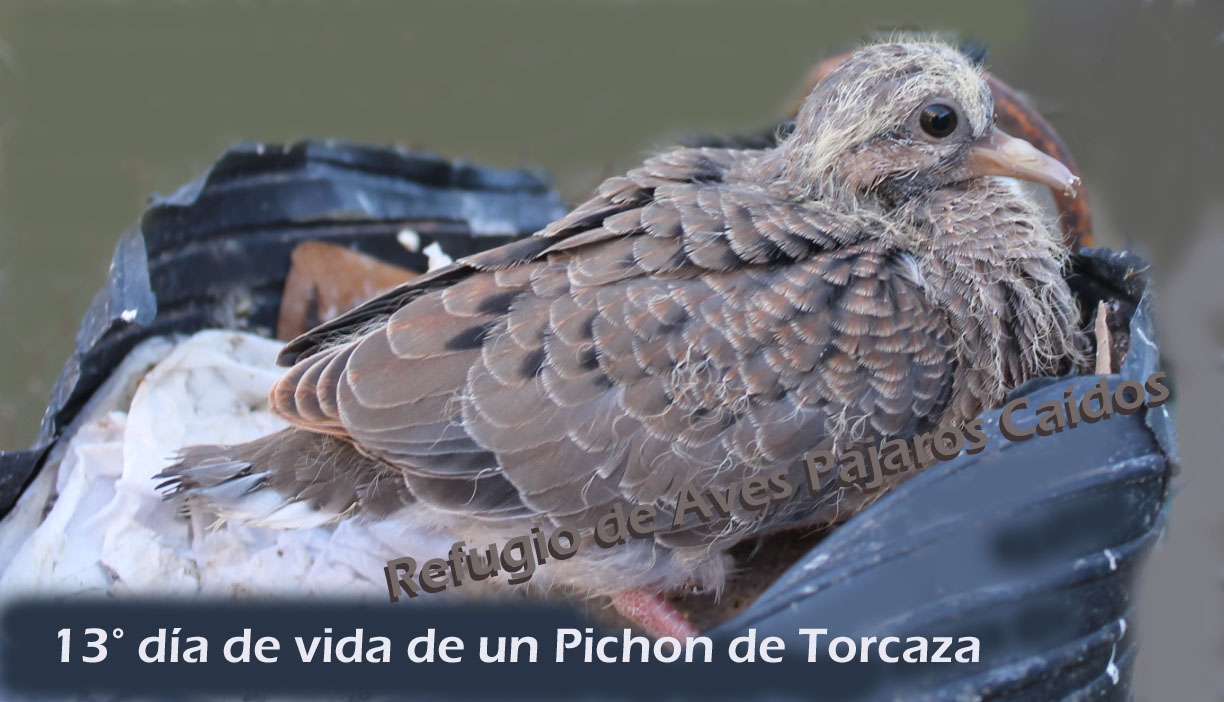 Pichón de Torcaza (Zenaida auriculata). Fotos del recién nacido hasta ...