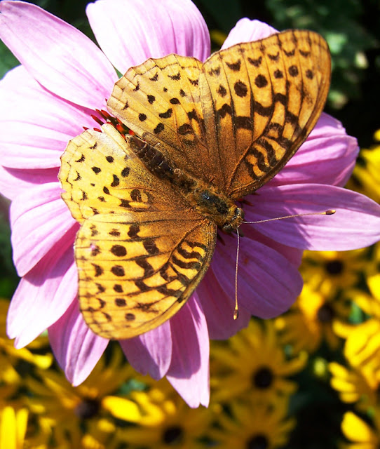 Three Dogs in a Garden: The Butterfly Time