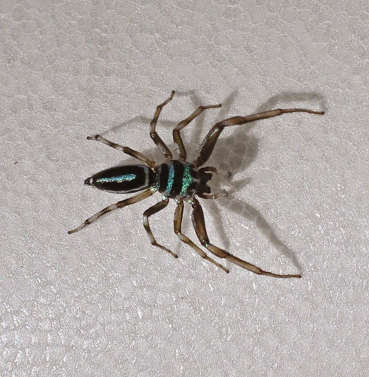 News from Coquette Point