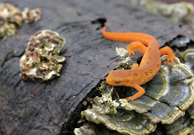 Real Monstrosities: Eastern Newt
