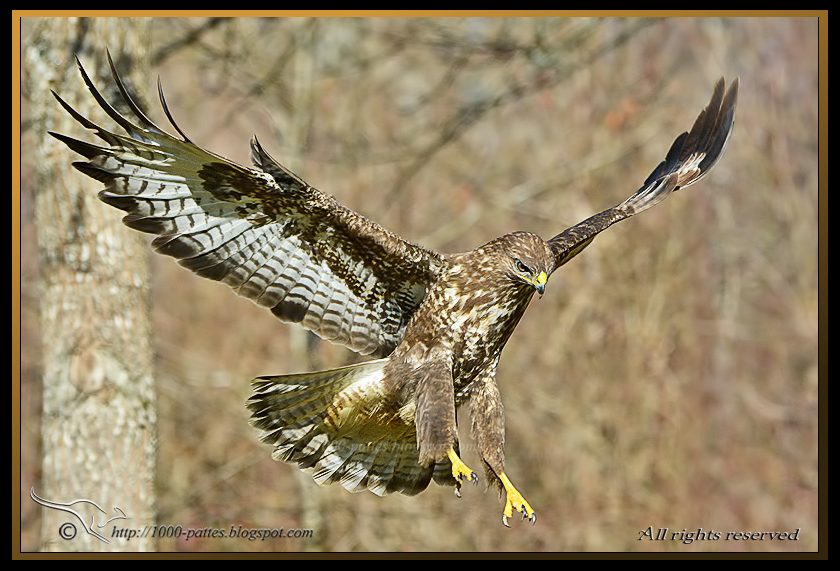 WILDLIFE GATEWAY: Buse variable en vol