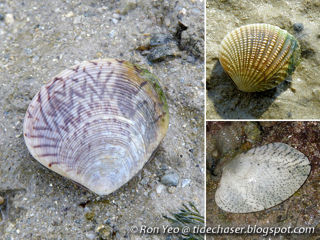tHE tiDE cHAsER: Bivalves (Phyllum Mollusca: Class Bivalvia) of Singapore