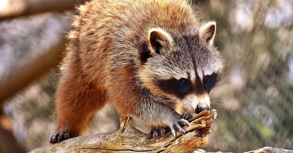 José Antonio Gelpi Méndez: El mapache transmite enfermedades y está ...