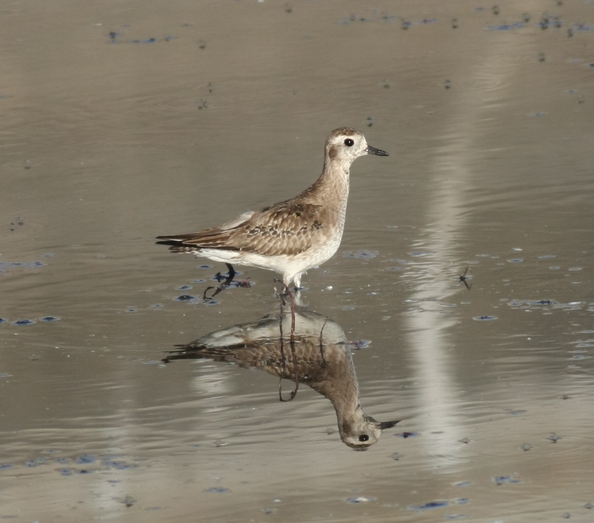 La Palma Birds: 2016