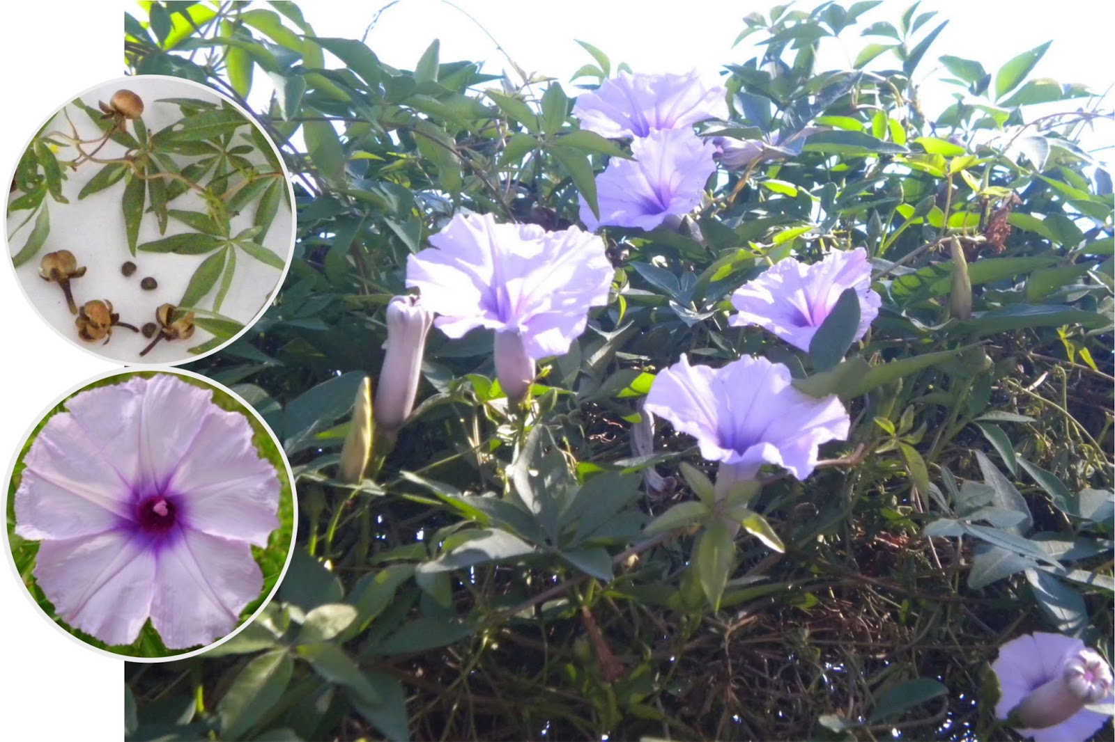 Argentina nativa: Campanilla (Ipomoea cairica)