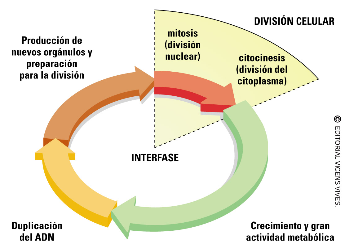 El ciclo celular de las células eucariotas - Biología