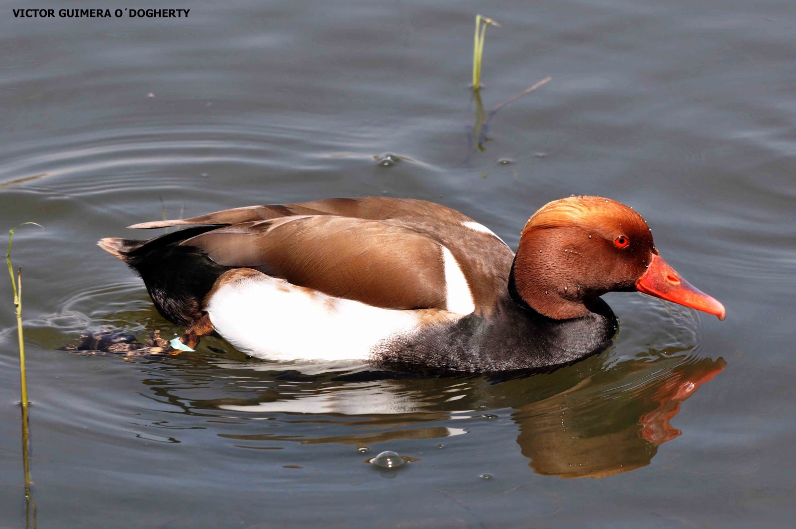 Mis imágenes de aves: FOTOS DEL PATO COLORADO