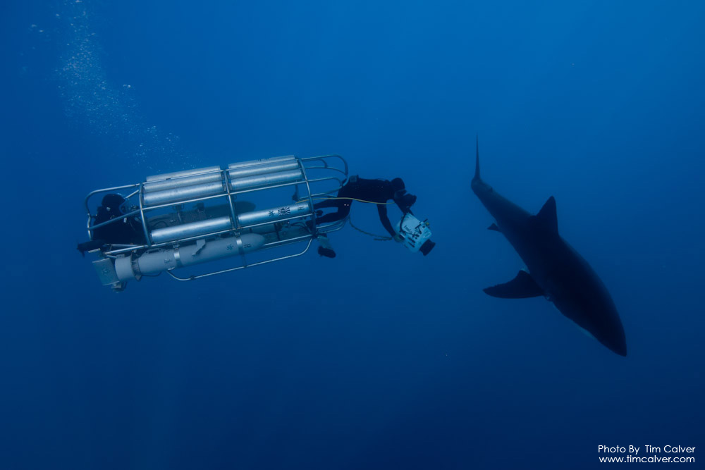The Best Shark Dive in the World!: Great Stuff from Lupe!
