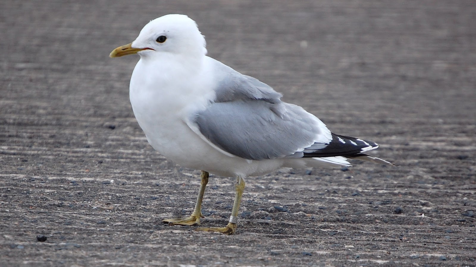 Northern Ireland Black-headed Gull Study: Copeland Common Gull colour ...