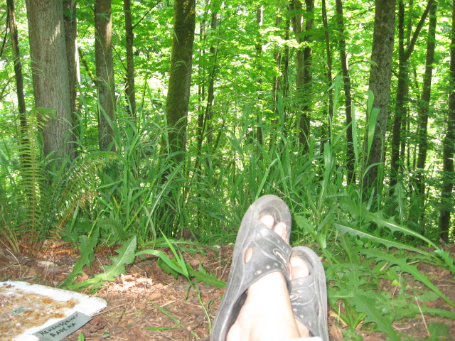Drawing with Nature: June 2011: Ravenna Park Ravine drawings, Seattle ...
