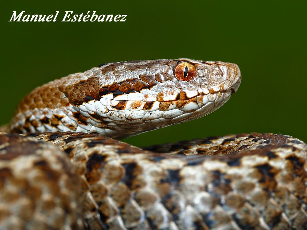 Miradas Cantábricas: Víbora de Seoane o cantábrica (Vipera seoanei ...