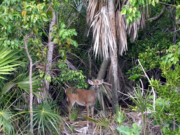 Amazing Wild Animals: Key Deer