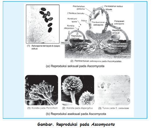 Klasifikasi Jamur( Zygomycota, Ascomycota, Basidiomycota, dan ...