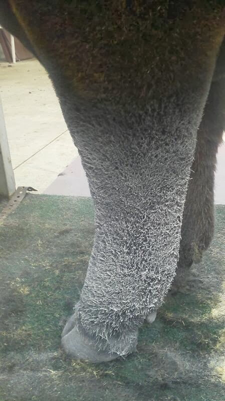 MITTAG Blog: TOP 6 FRONT LEGS