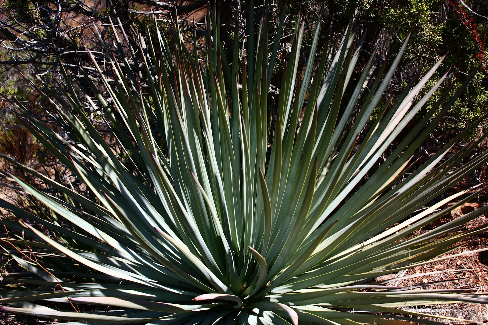 Flora de Baja California: Galeria