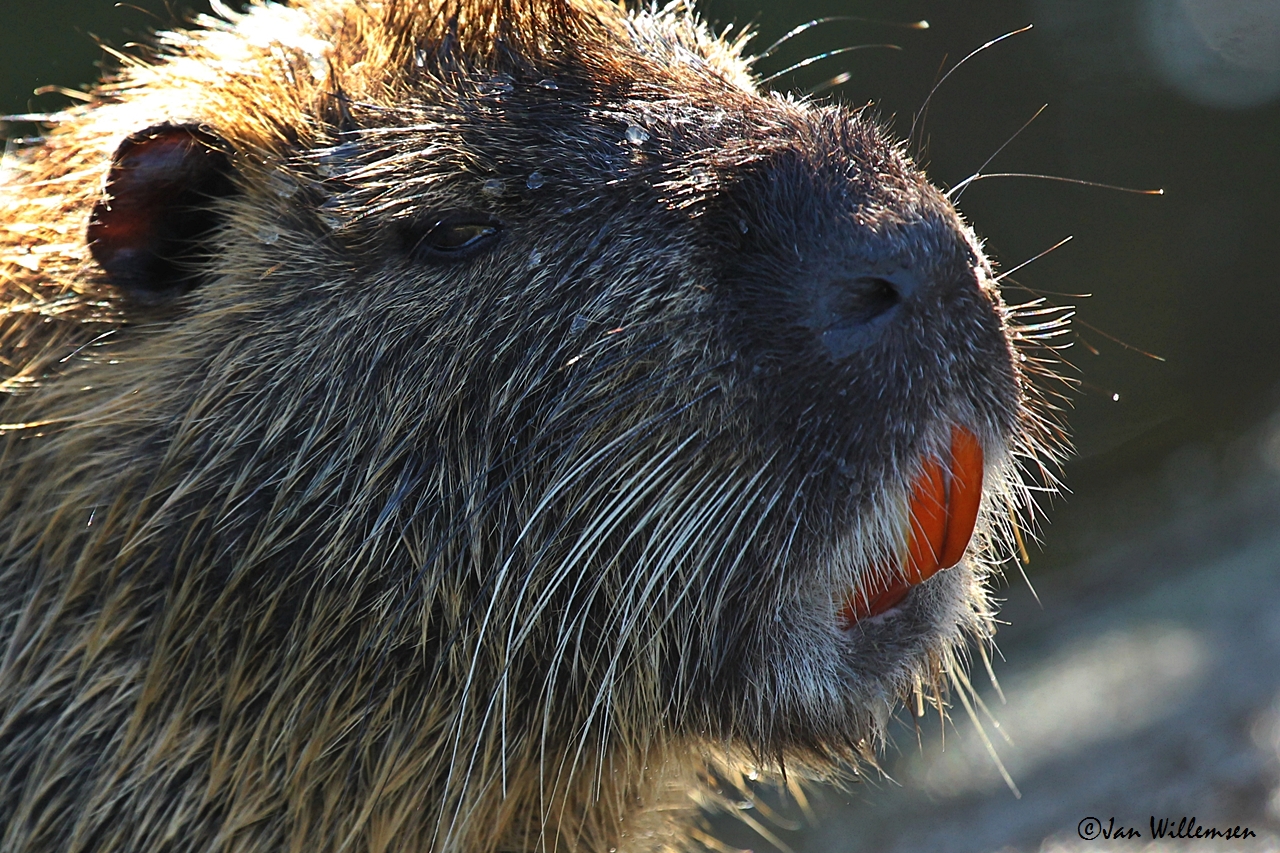 Jan Willemsen Fotografie: ZOO Dierenrijk Nuenen