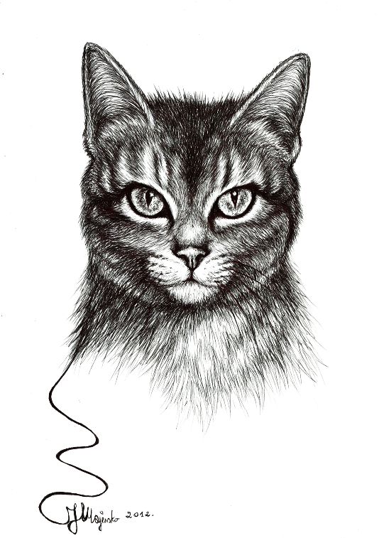 Rysunek by Titolec: Szybki kot