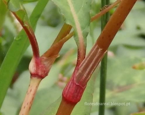 Plantas e Flores do Areal: Polygonum maritimum L.