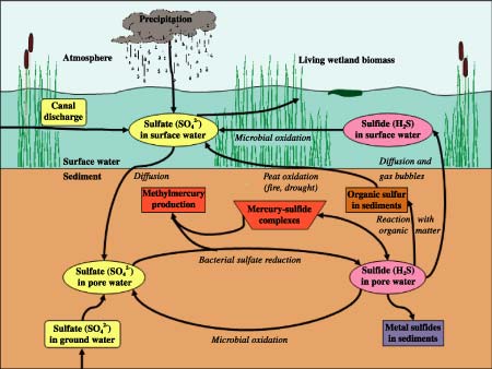 Berry Berry Project: Carbon, Nitrogen, Phosphorus and Sulfur Cycle