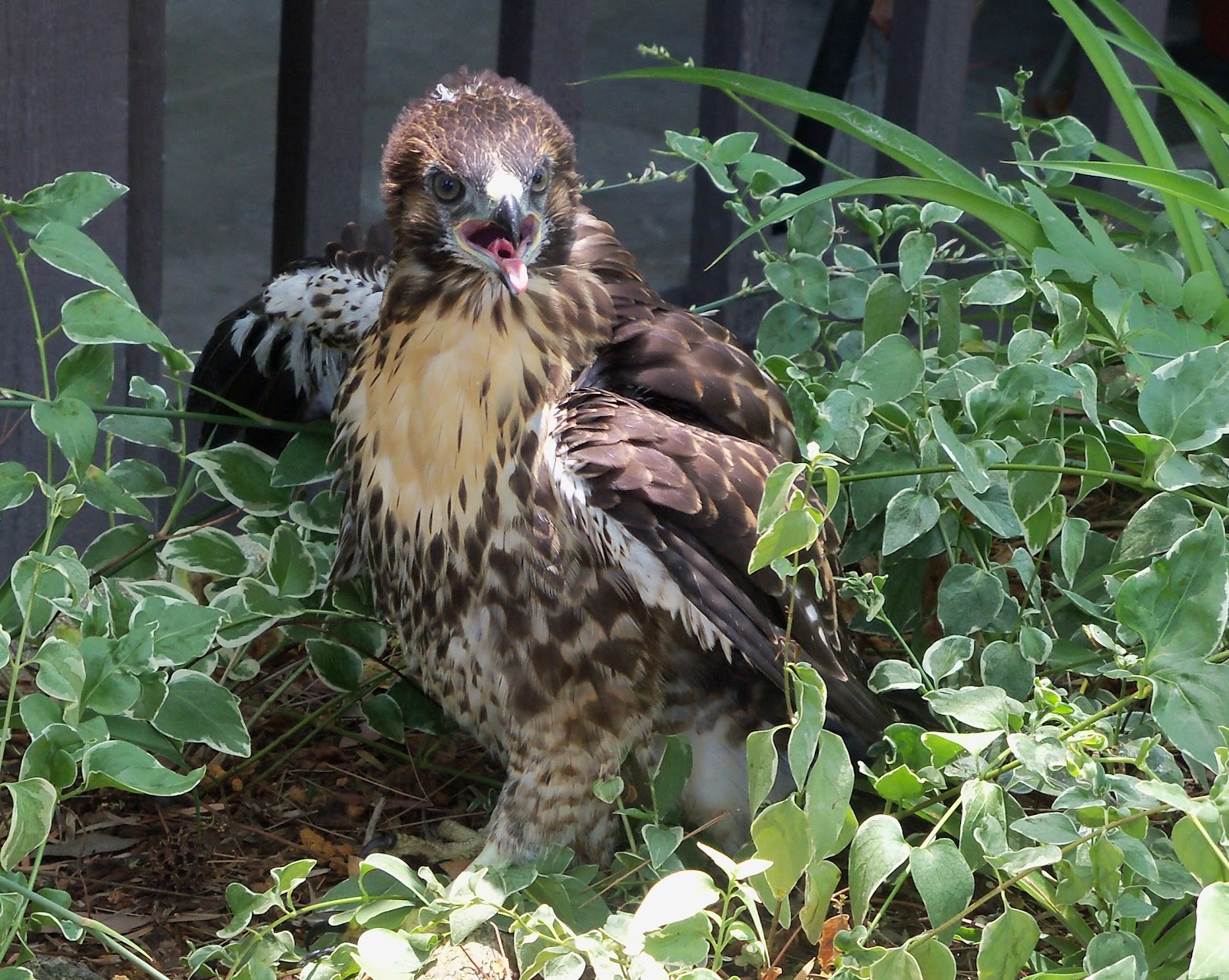 Fledgling Red Tailed Hawk