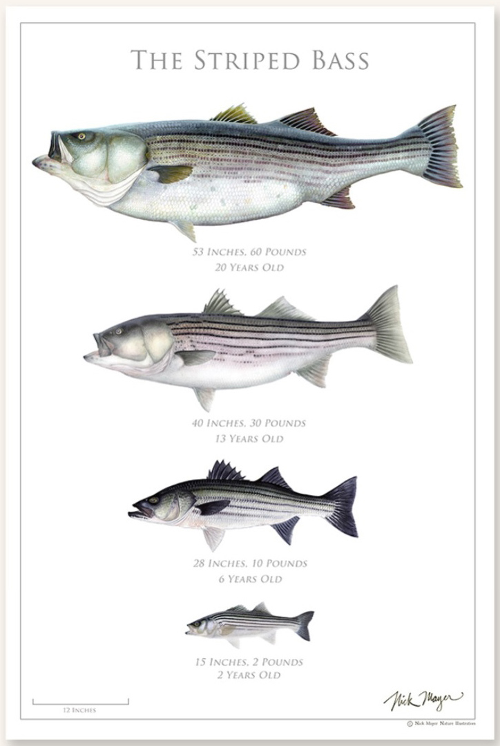 A Multitude Of Fins: Striped Bass: Illustrations & Wildlife Art