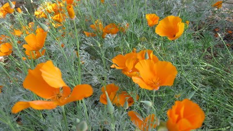 Greener Designs: How To Care For California Poppy (Eschscholzia ...