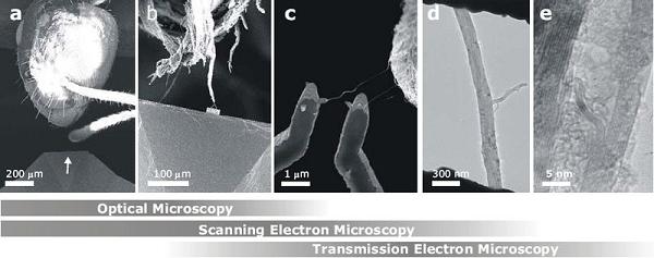 Erika Molina: Nanotecnologia