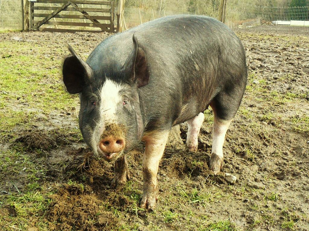 Littlefield Farm Web Log: Pig in a Pen