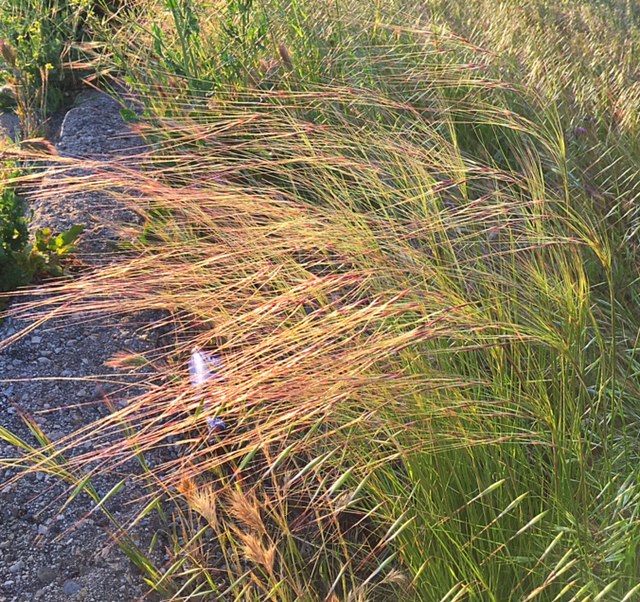 Carrizo Plain: a glimpse of California back in time