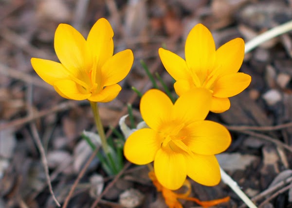 VW Garden: First Little Spring Flowers