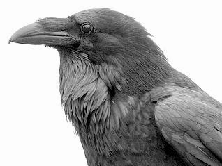 The Raven Reference Images