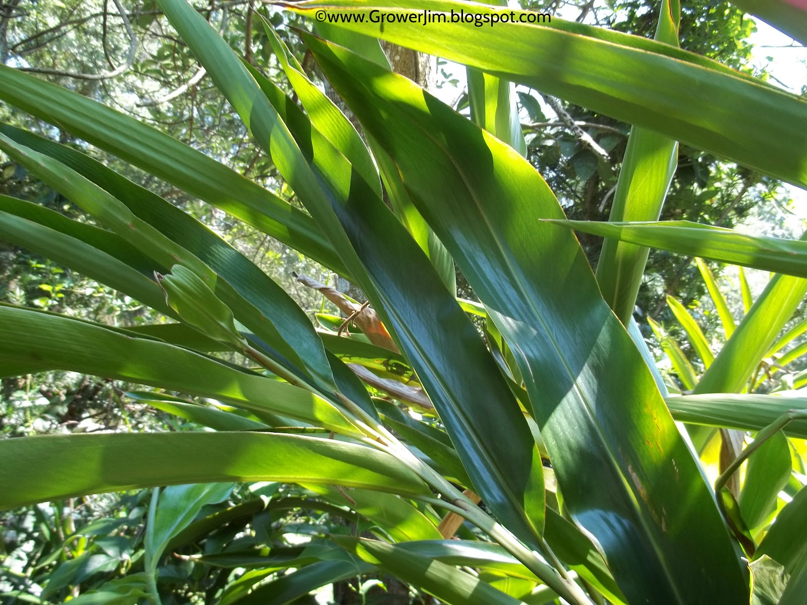 Garden Adventures: Alpinia zerumbet (shell ginger)