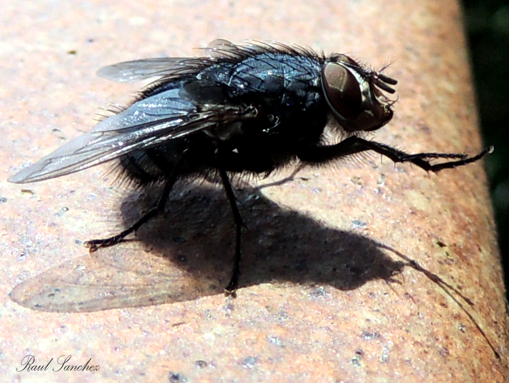 Naturaleza Viva : Mosca Azul