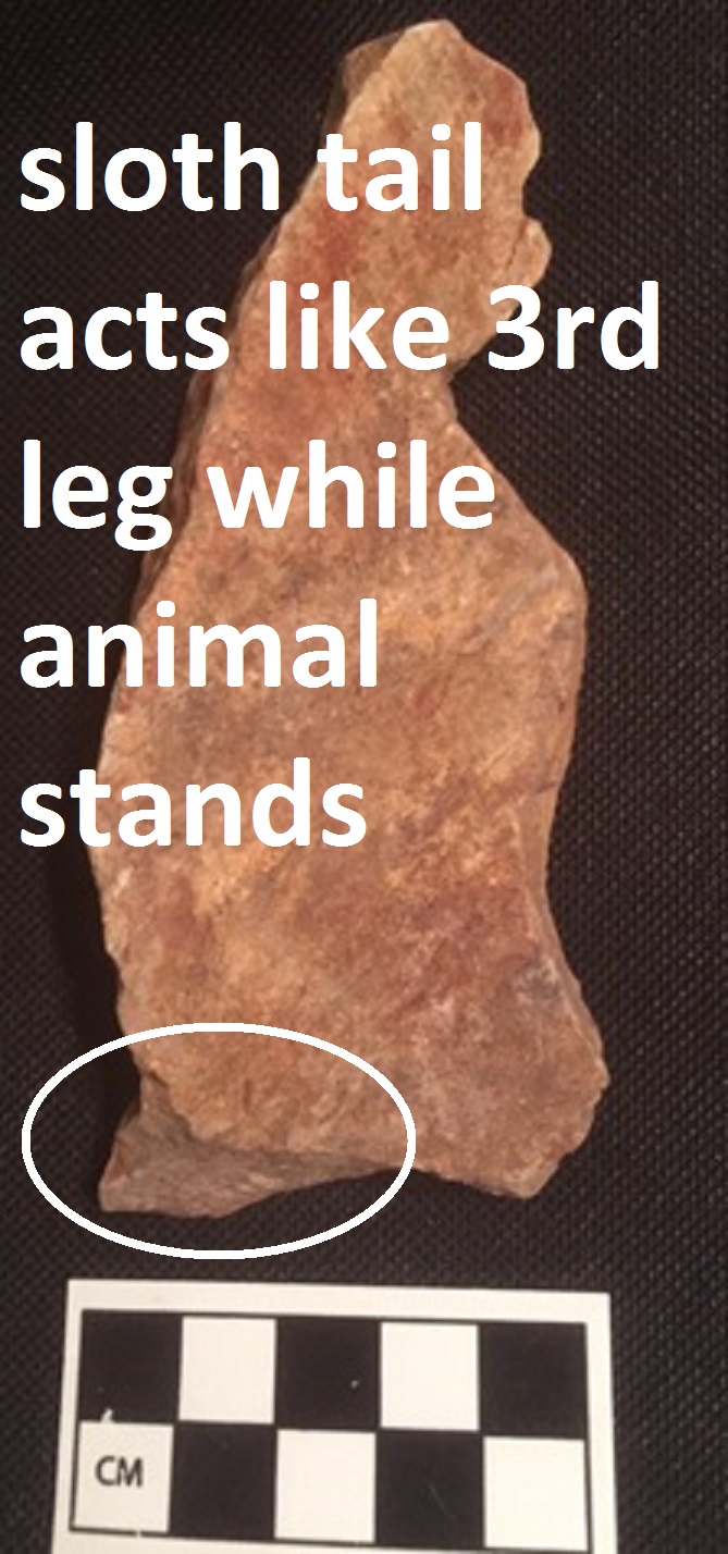 Archaeology of Portable Rock Art: 'Jefferson's giant ground sloth right ...