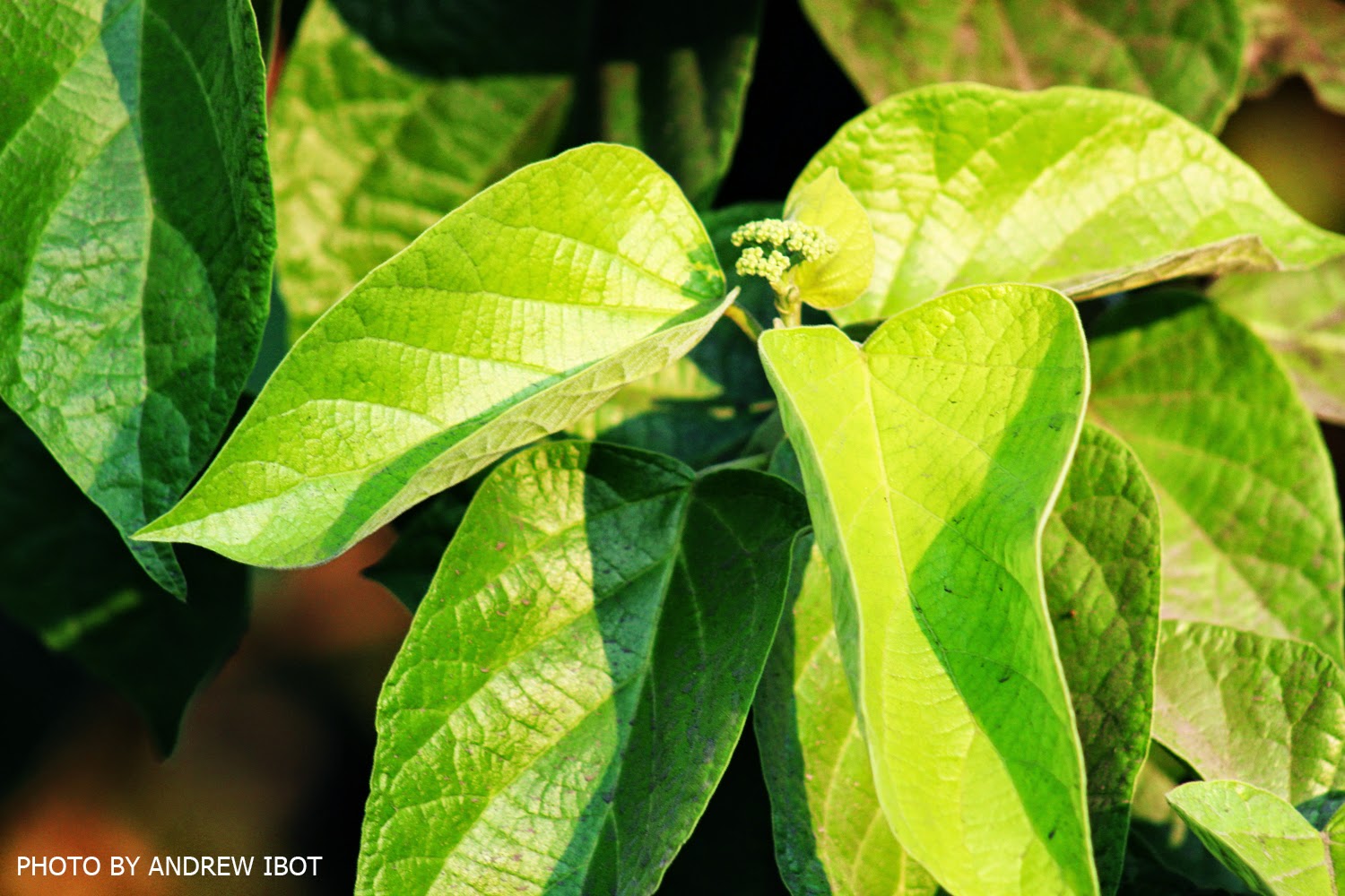 Ako si ANDREW IBOT!: Alagaw (Premna Odorata Blanco)