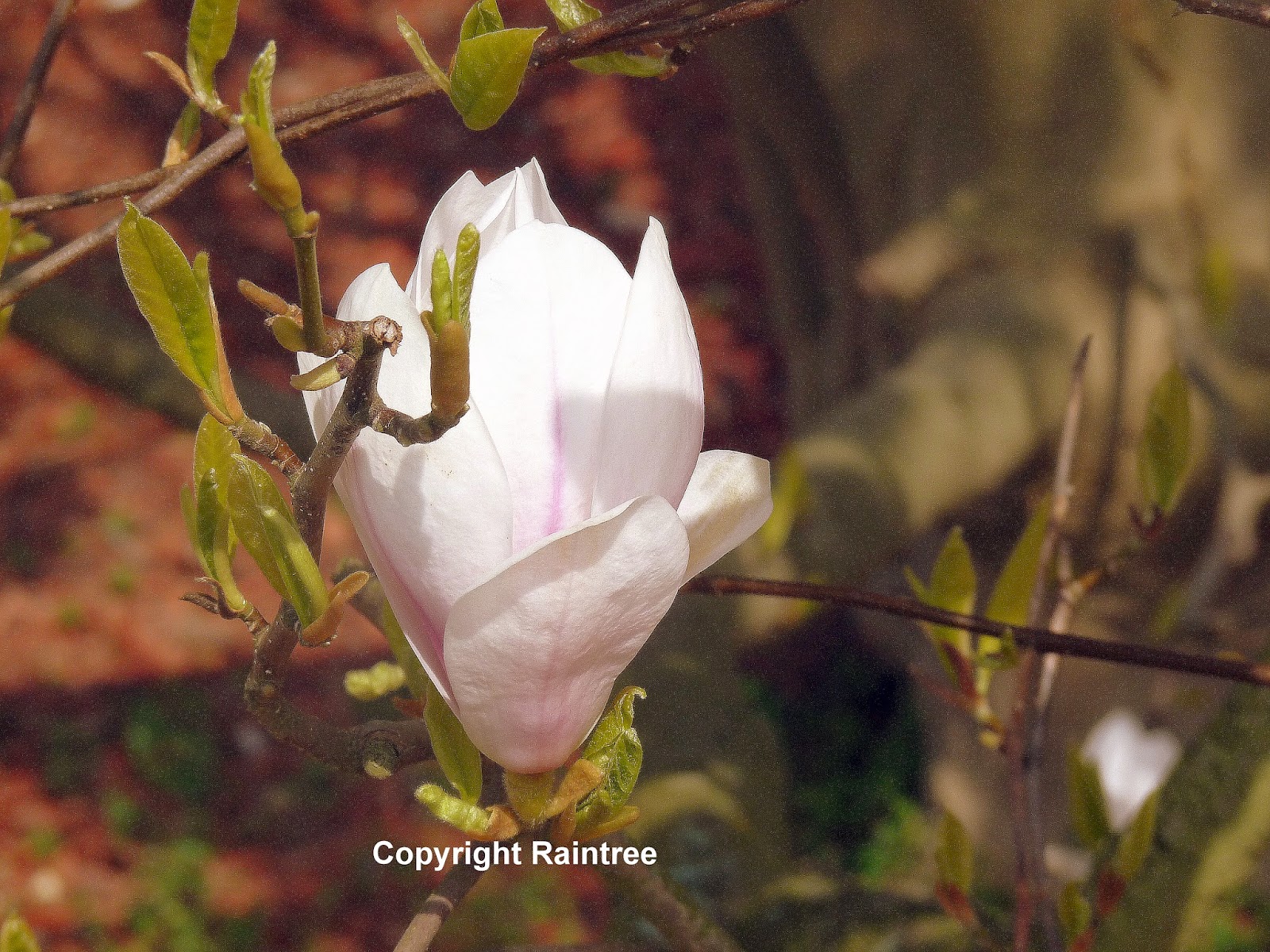 Over 20 million years old as a genus they are prehistoric trees and so ...
