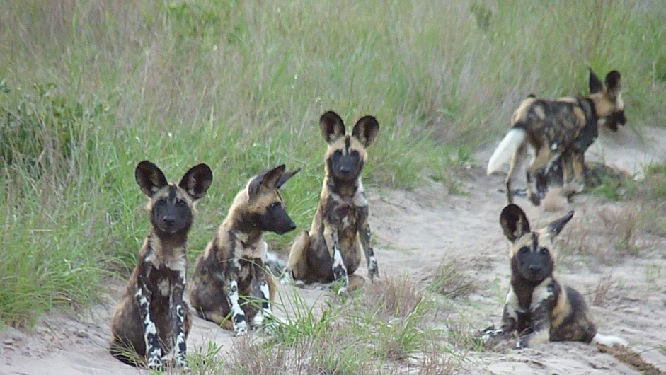 CHIENS SAUVAGES ET VOLONTAIRES FOUS: LE LYCAON UNE ESPECE EN VOIE DE ...