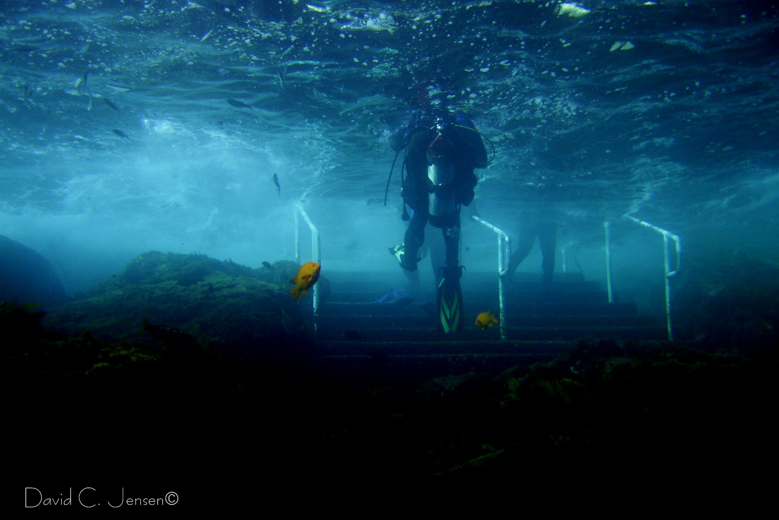 Diver Dave's Deco Stop: Diving Catalina Island - Casino Point
