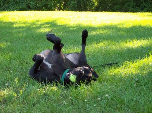 Dog Commands: Easy Tricks to Teach Your Dog