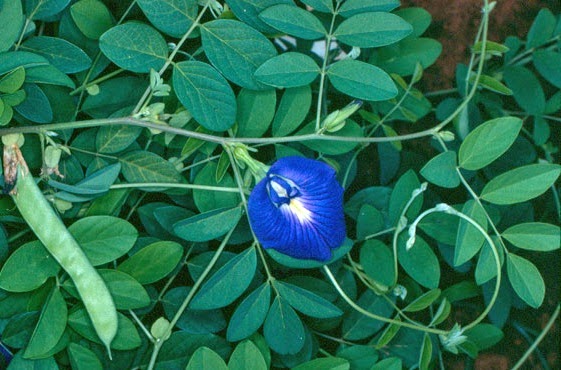 Jumlah dan Tata Letak Bunga ~ MUNAWI INSIDE