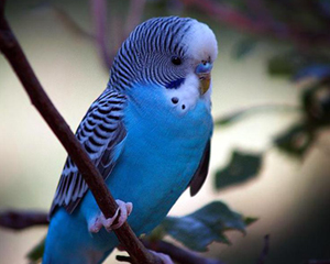 Ptice nase zemlje: Tigrice