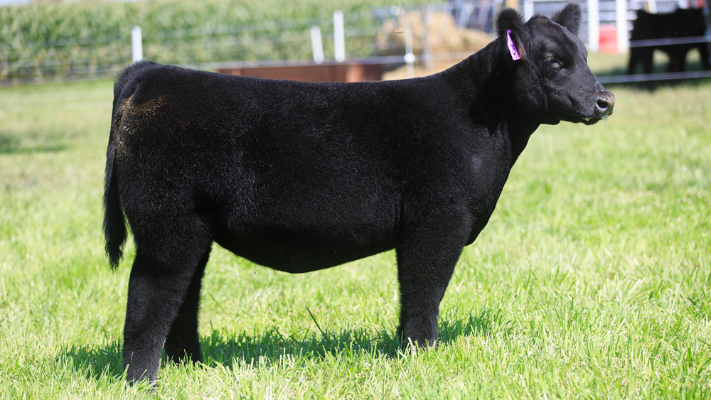 Goettemoeller Show Cattle