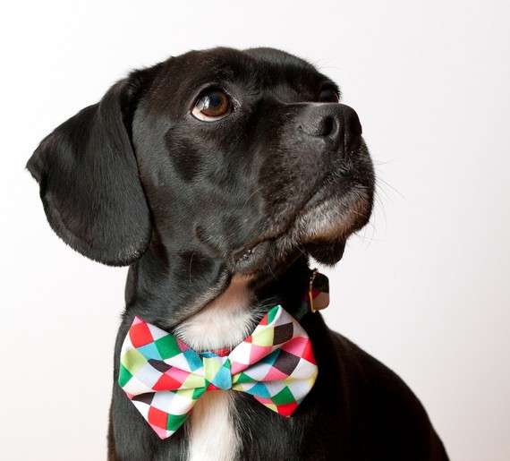 LEYENDAS, MASCOTAS Y ALGO MAS: MODA FORMAL PARA PERROS