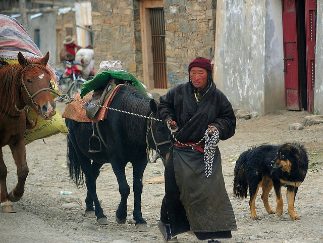 Most Expensive Dog Breed Maret 2014 - Lowongan Kerja 2014