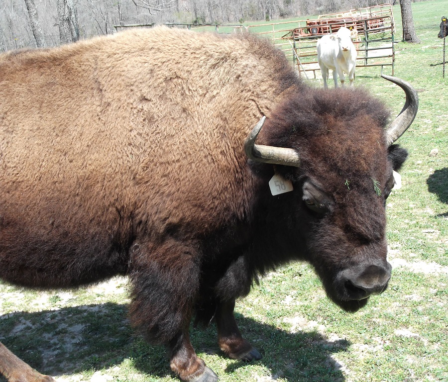 Beefalo - JungleKey.fr Wmx