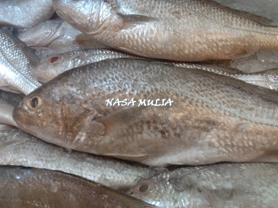 warna warni hidupku..............: Ikan Kepala Batu....