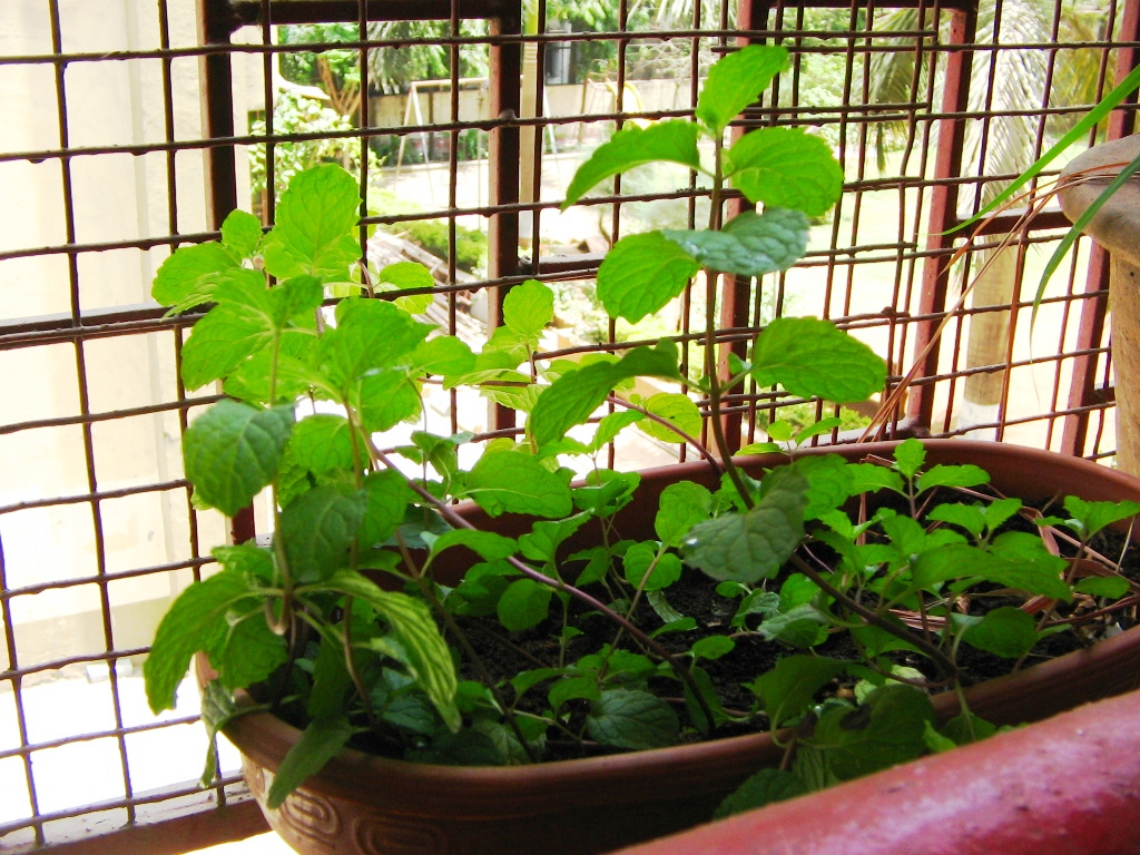 AnnaParabrahma: Growing Pudina