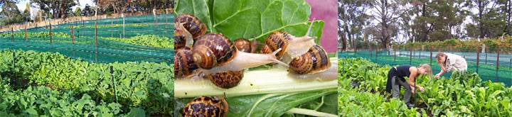 HOW TO START A COMMERCIAL SNAIL FARMING BUSINESS AND GROW IT BIG